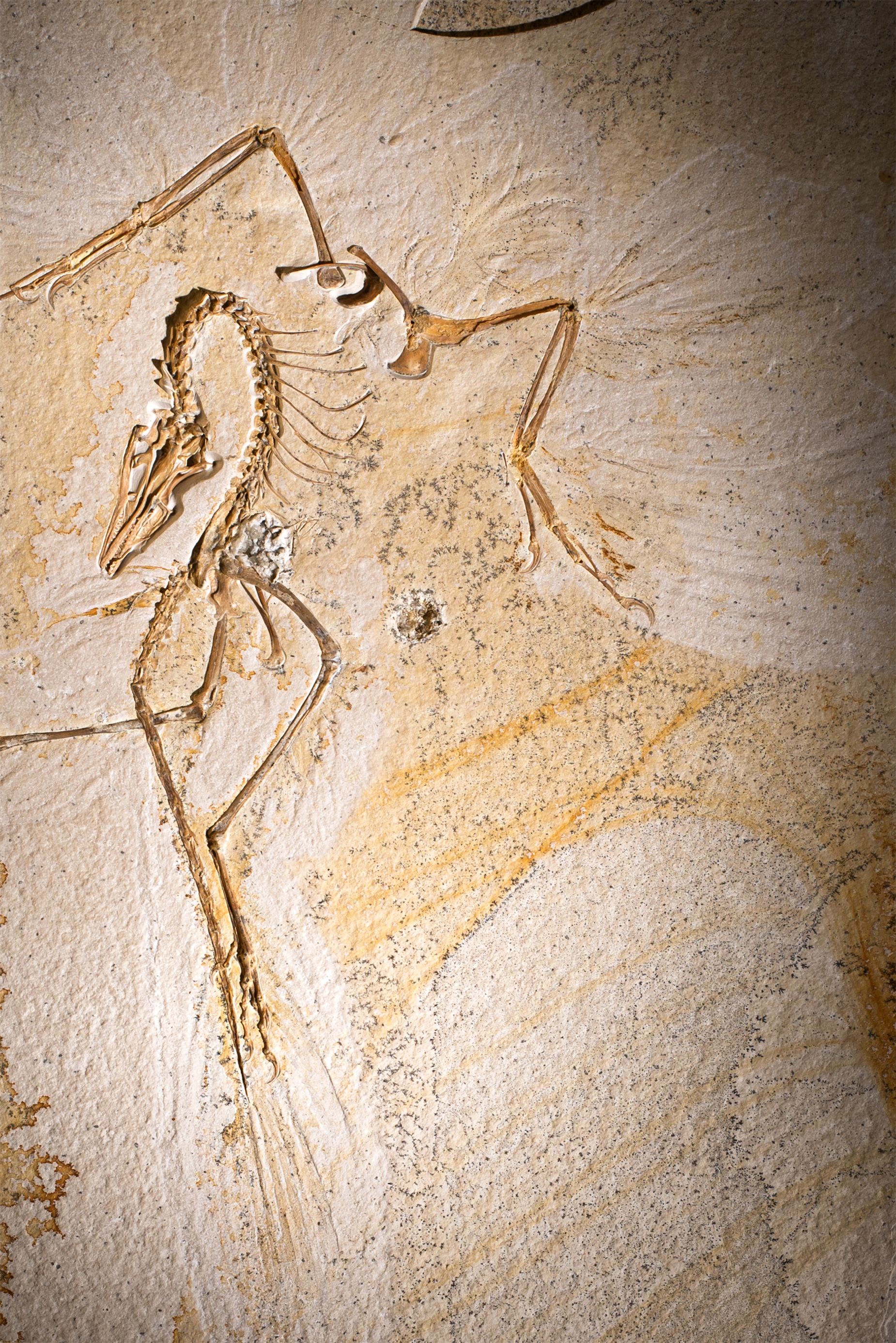 Prehistoric Bird Fossils
