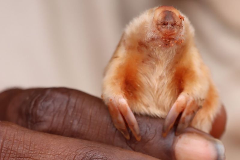 Volunteers Needed to Assist Toads Across High-Traffic Roads in Russian ...