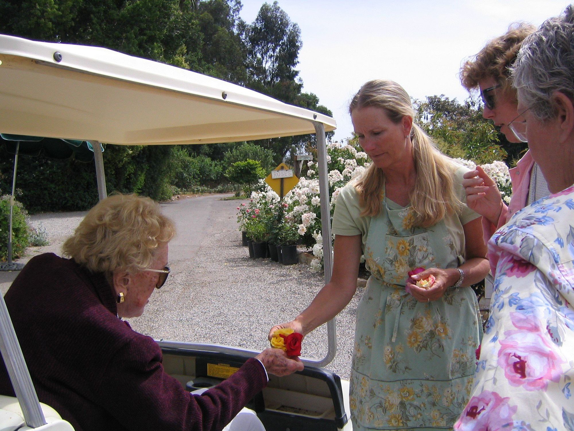 Martha Stewart Roses Catalogue Profile For Life In Rose Farm