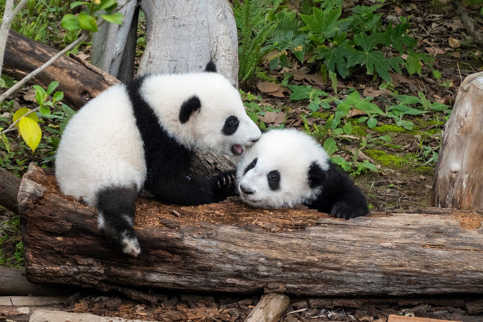 Cute Baby Panda Playing