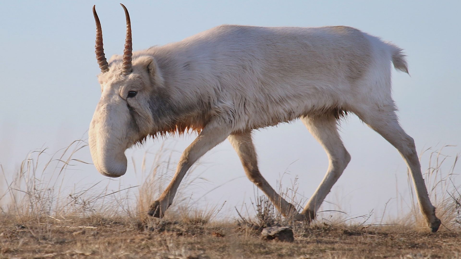 Saiga Antelope