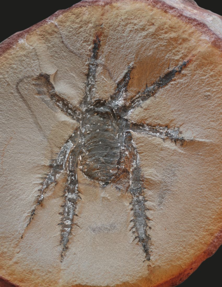 Prehistoric Spider