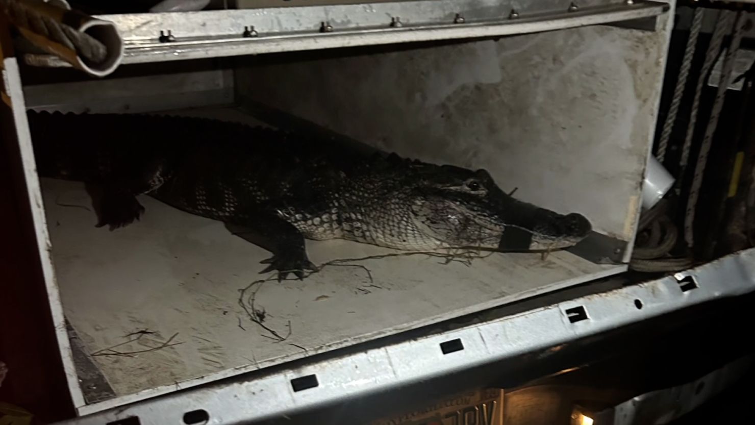 7-foot alligator bites elderly Florida woman walking her dog | CNN