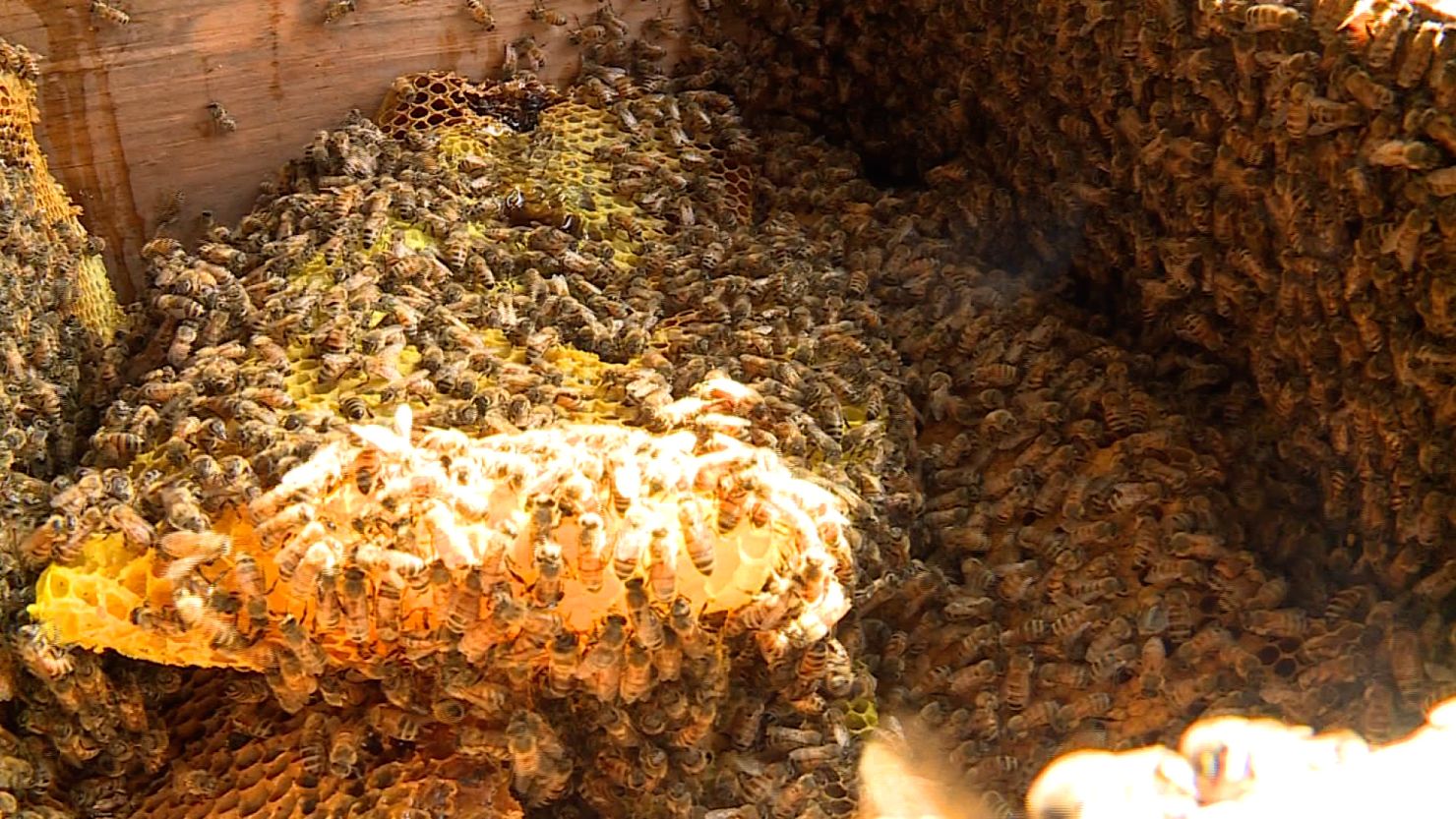 More than 40,000 bees removed from Maine farmhouse | CNN