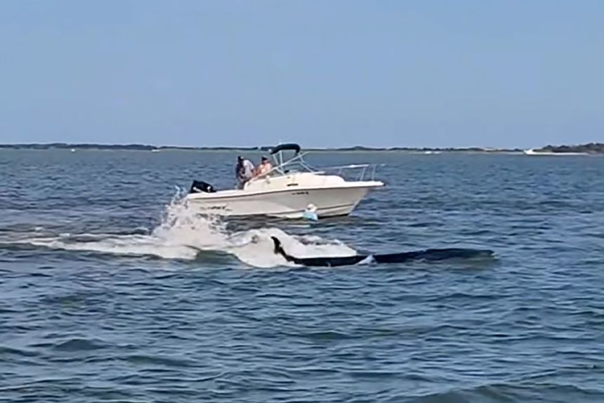 Minke whale dies after collision with small boat off New Jersey shore | CNN