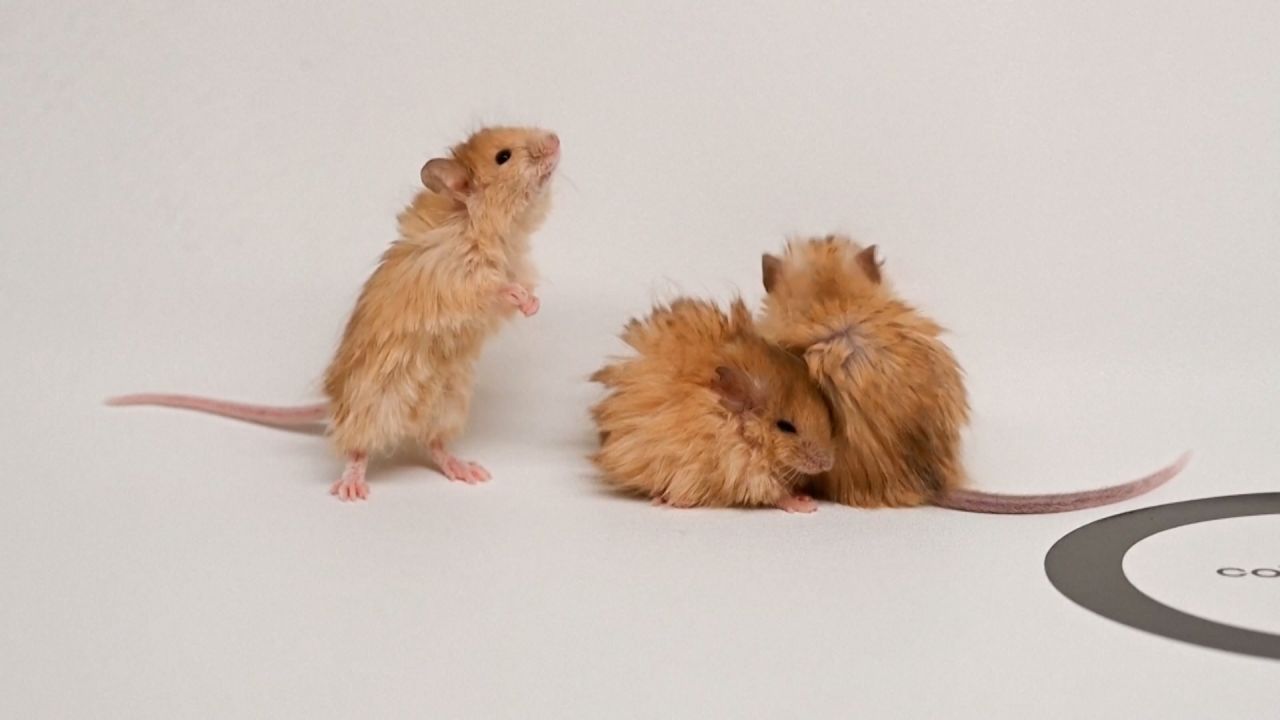 Scientists create ‘woolly mice’ in a step to bring back the mammoth | CNN Scientists create ‘woolly mice’ in a step to bring back the mammoth | CNN