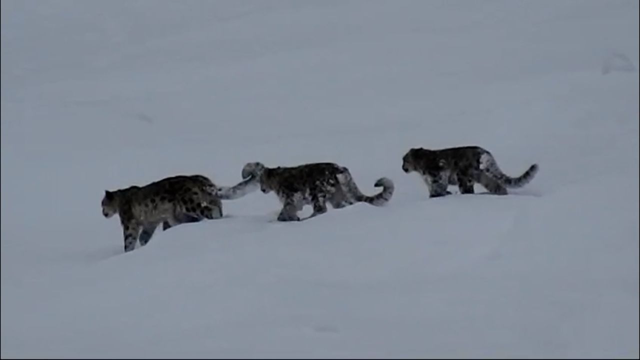 Rare sighting of four snow leopards together sparks frenzy of excitement | CNN