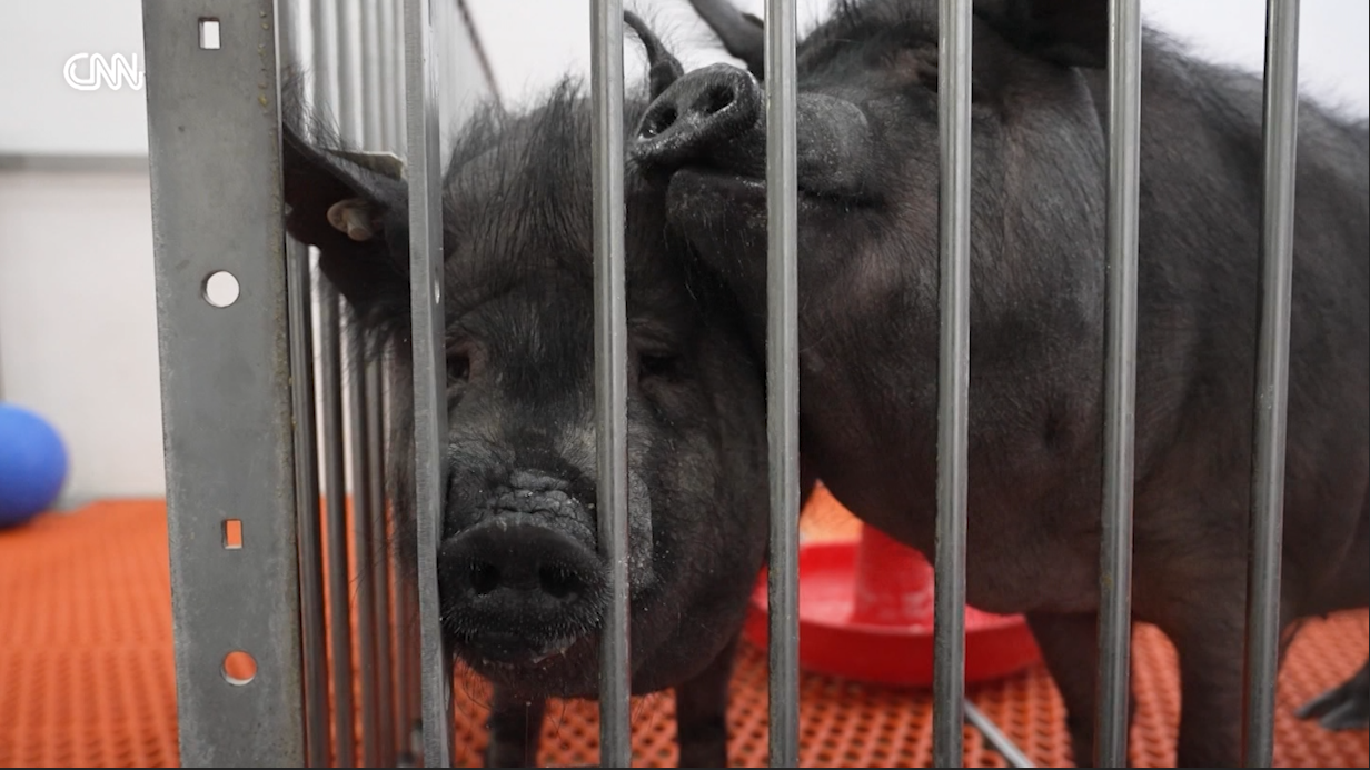 For the first time, a genetically modified pig lung was transplanted into a brain-dead man | CNN
