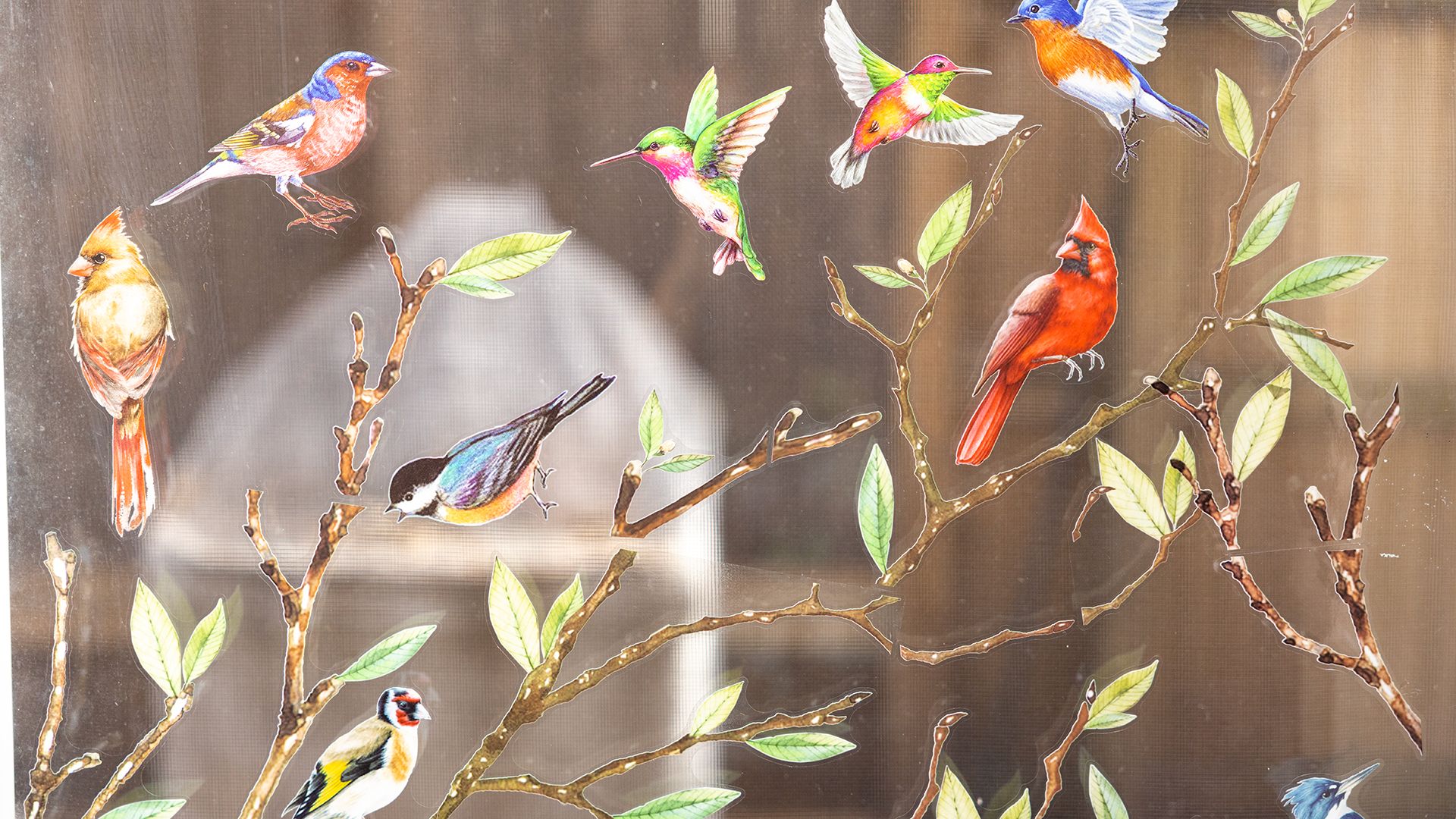 How To Stop Birds From Flying Into Your Windows Expert Tips And